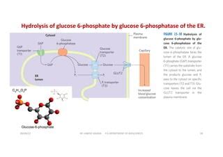 Metabolic Regulation Glucose And Fat Pdf