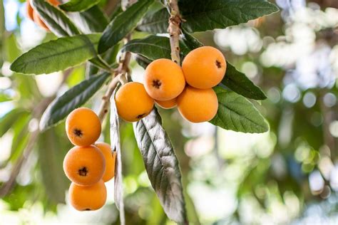 How To Grow And Care For A Loquat Tree Bbc Gardeners World Magazine