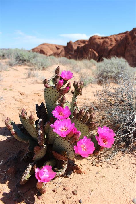 Desert Cactus Valley Of Fire Nevada Hiking Nevada Cactus