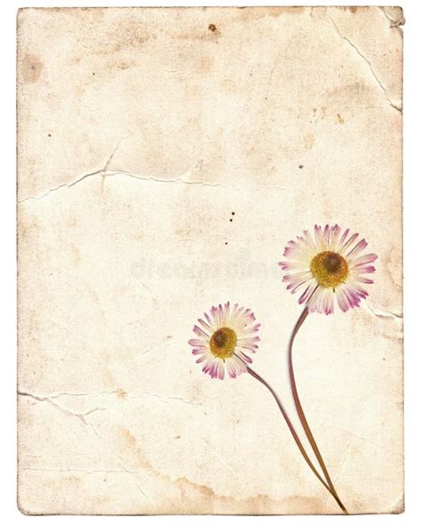 Old Vintage Paper Texture With Dry Flowers Stock Image Image Of