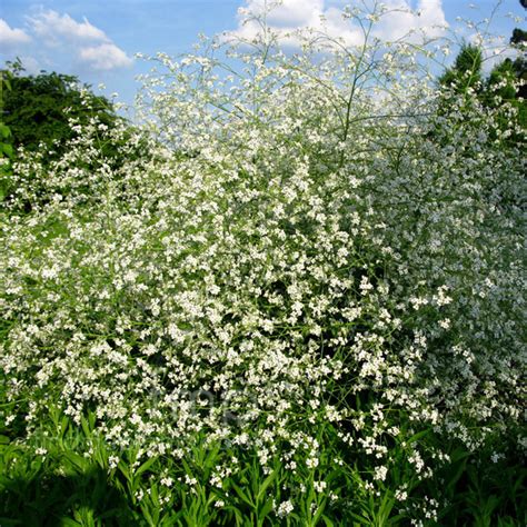 A Big Photo Of Crambe Cordifolia From Findmeplants
