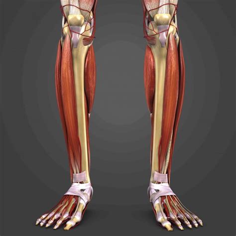 Broken Shin Aoa Orthopedic Specialists
