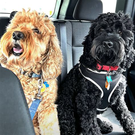 Bark Wellness Barkwellness • Instagram Photos And Videos