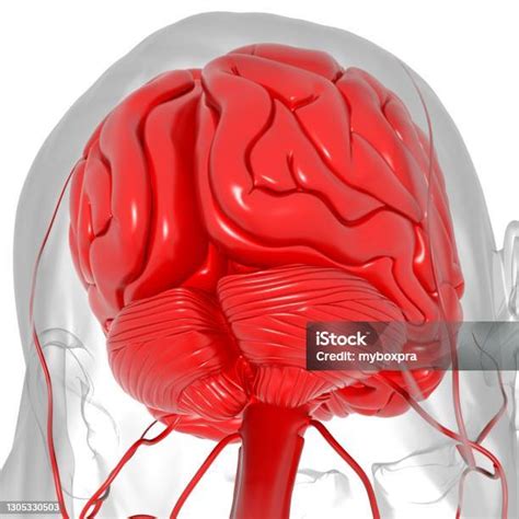 의료 개념 3d에 대한 인간의 뇌 해부학 0명에 대한 스톡 사진 및 기타 이미지 0명 3차원 형태 건강관리와 의술