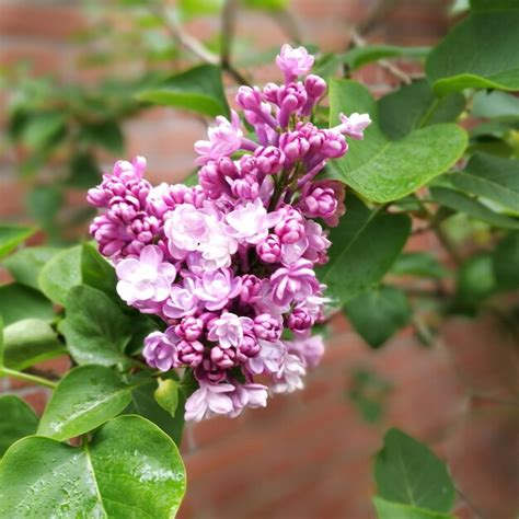 Page 6 16 000 Hebe Speciosa Pictures