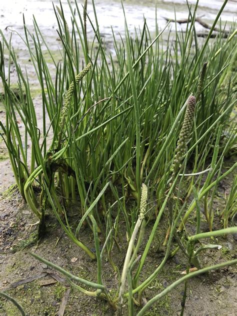 Common Arrowgrass From Elgin Heritage Park Surrey Bc Ca On April 26