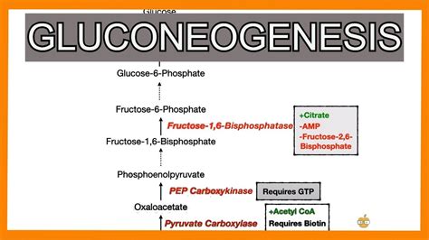 Biochemistry Gluconeogenesis Biochemistry Gluconeogenesis Wlysn
