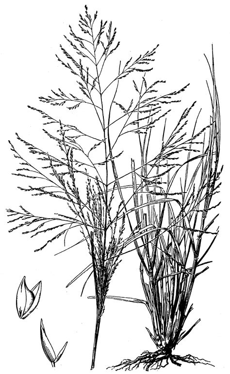 Alkali Sacaton Sporobolus Airoides