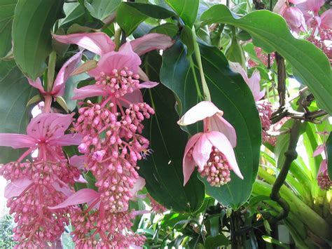 Unique Plants In The Philippines