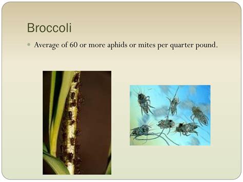 Ppt The Food Defect Action Levels Powerpoint Presentation Free