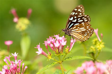 Spring Is Nearly Here How To Spot The First Signs Of Spring