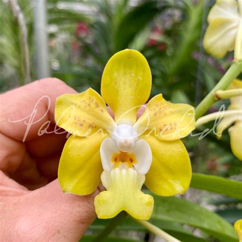 Vanda Saidah Nafisah — Palmer Orchids