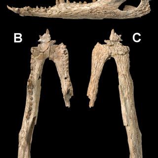 Inferred Food Web Reconstruction Of The Late Cretaceous Fauna Of