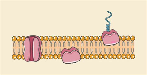 Difference Between Integral And Peripheral Membrane Know More Knya