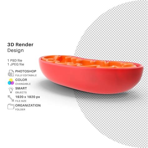 Premium Psd Mitochondria Structure 3d Modeling Psd File Realistic Mitochondria