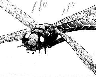 Insects Ancient Lords Of The Air • Neperos