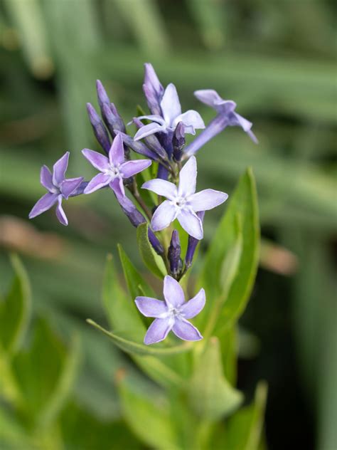 Stauden Stade Versand Shop Amsonia Orientalis Blue Ice Amsonie