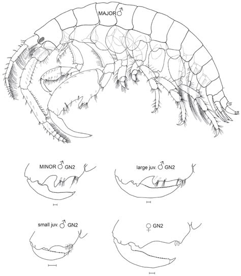 Jassa Alonsoae Conlan 1990 Holotype Adult Male Major Form 111 Mm