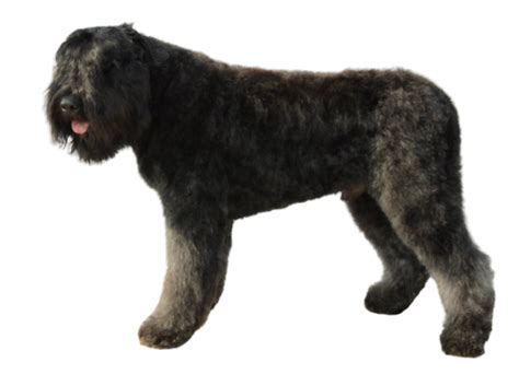 Bouvier Des Flandres Dog Breed Info Size Price Height Petlur