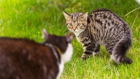 Información Sobre Los Gatos Domésticos Y Sus Razas Con Fotos