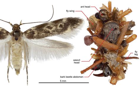 Hawaiian Caterpillar Patrols Spiderwebs Camouflaged In Insect Preys