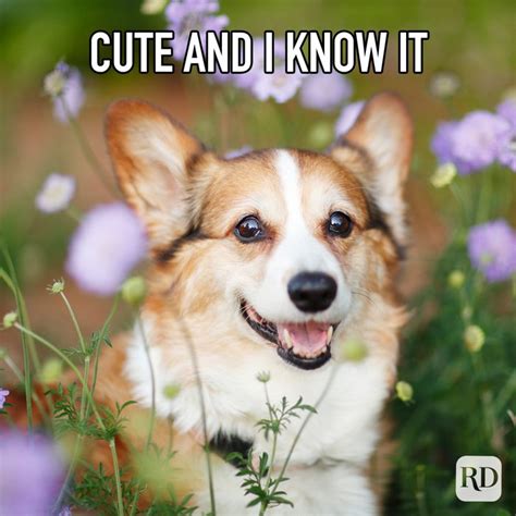 30 Hilarious Corgi Memes For When Youre Feeling Ruff Readers Digest