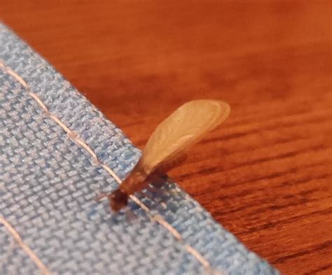 Formosan Termites Identification And Control Guide