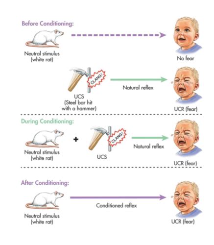 Learning Classical Conditioning Flashcards Quizlet