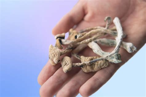 A List Of The Strongest Psilocybe Cubensis Strains Psychedelic Spotlight