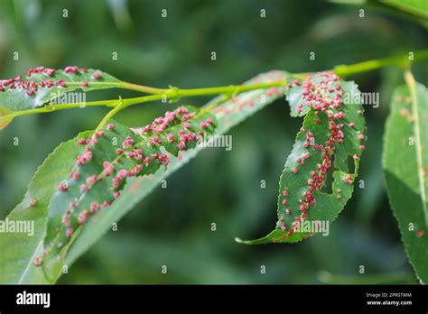 Disease Of Salix Leaves Close Up Damage To Gall Mites Aculus