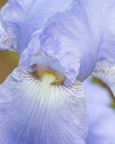Iris Jane Phillips Daleside Nurseries Ltd