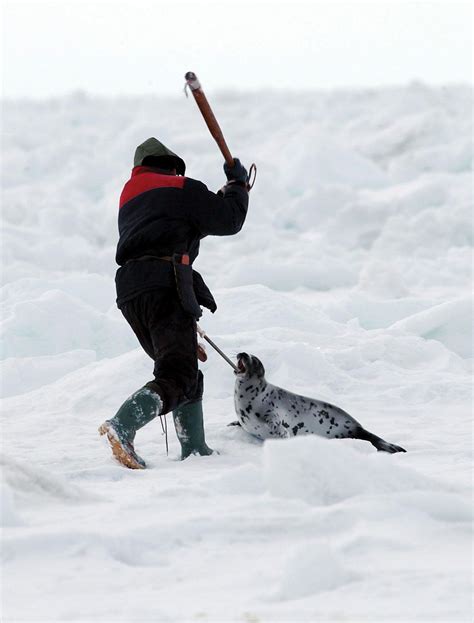 Harp Seal Arctic Mammal Adaptations And Conservation Britannica