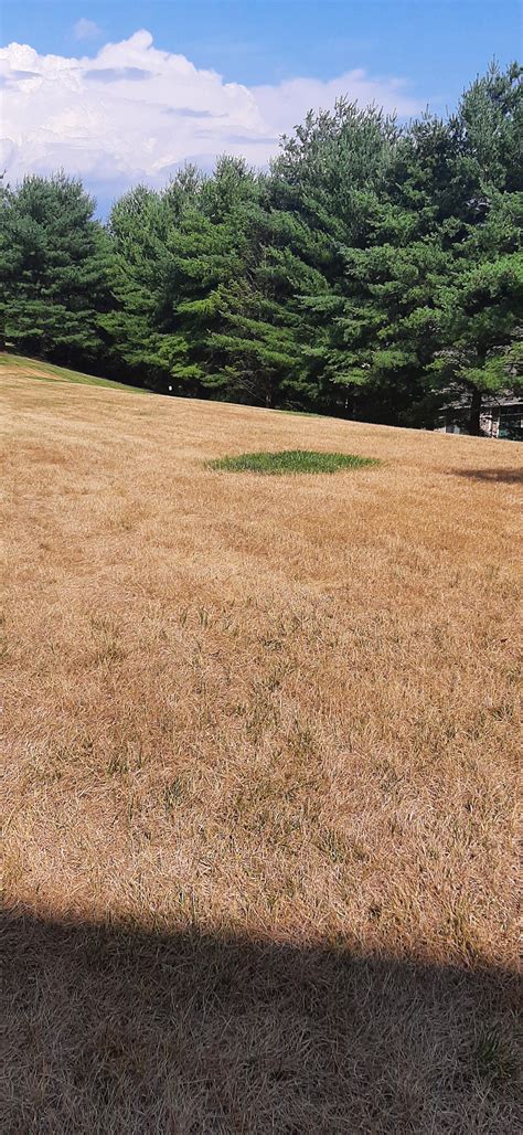 Patch Of Crabgrass That Refuses To Die Long After The Grass Wilted Rmildlyinteresting