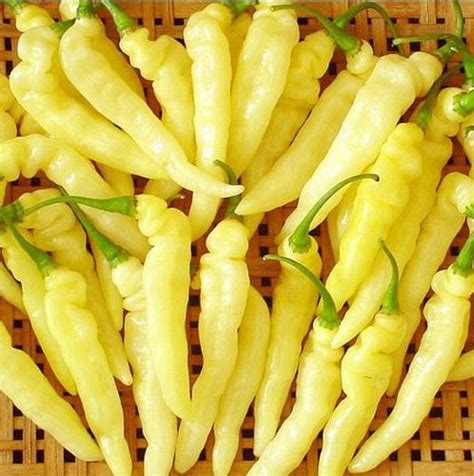 Comprar Sementes De Pimentas Soflor Sementes Pimientos Rellenos Chiles Rellenos Semillas