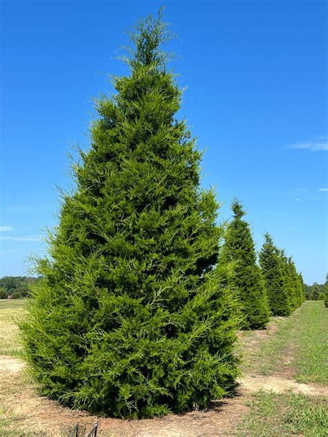 Eastern Red Cedar Tree