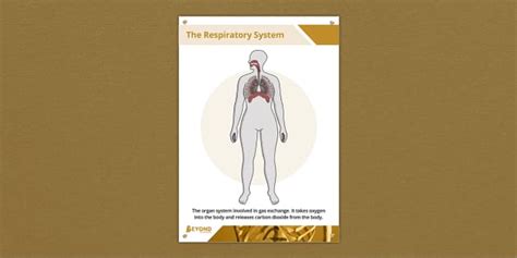 Respiratory System Display Poster Science Beyond