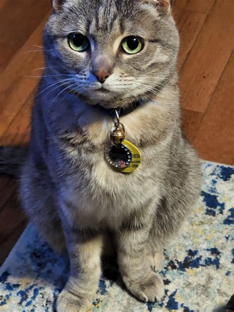 Nermal Being Adorable Rsupermodelcats