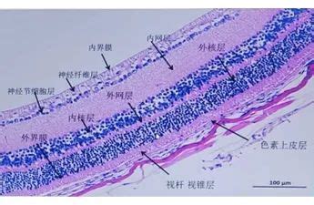 枢密眼科疾病模型平台 助力眼科疾病研究——新业务武汉枢密脑科学技术有限公司