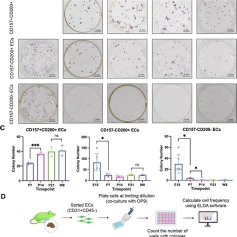 Trajectory Analysis Reveals Stem Cell Like Populations In Perinatal Download Scientific Diagram