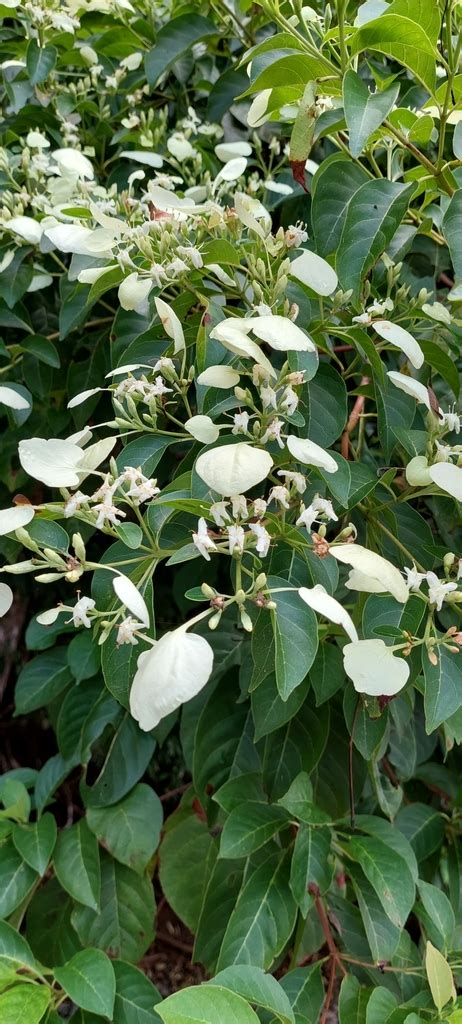 Calycophyllum Candidissimum Plant Details Worldfloradb