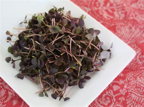 Micro Basil Opal Gourmet Sweet Botanicals