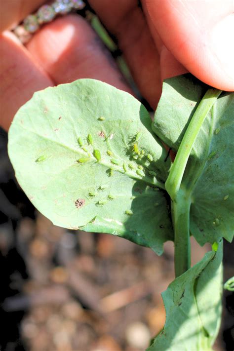 Diy Aphid Spray For Immediate Results Safe For Veggies And Herbs