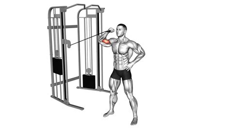 Cable One Arm Inner Biceps Curl Exercise Guide And Tips