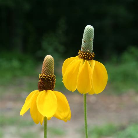 Ratibida Columnifera Longhead Coneflower
