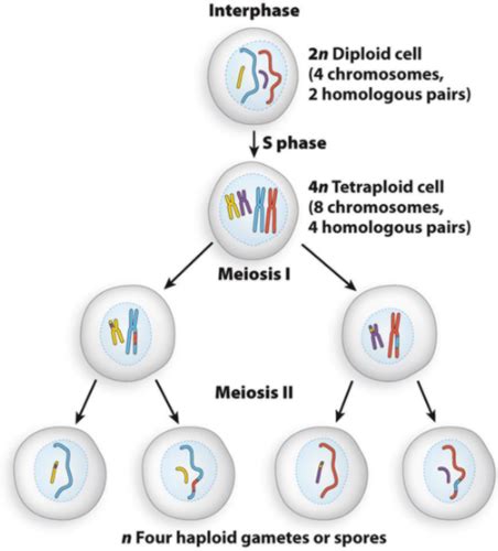 Chapter 9 Meiosis Sexual Reproduction Flashcards Quizlet