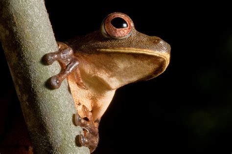 Spring Peepers — A Forest At Dusk