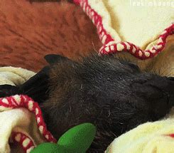 So Adorable Adorable Gif Wifflegif