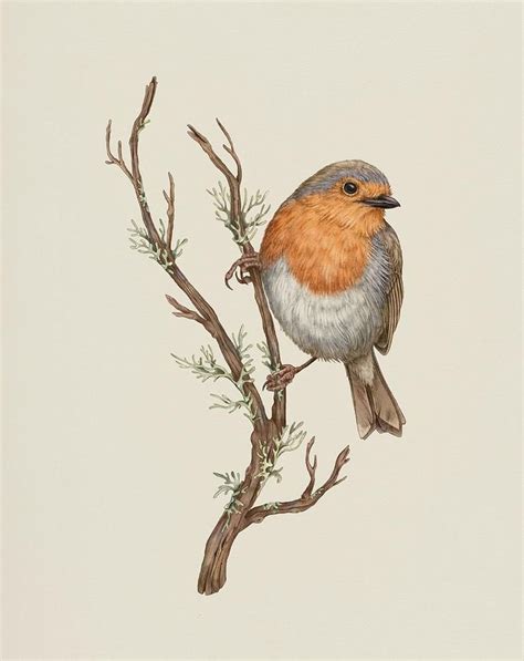 Robin Bird Giclee Print Robin Illustration Garden Bird Wall Art