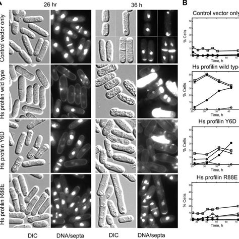 Characterization Of Fission Yeast Strains Expressing Human Profilin I Download Scientific