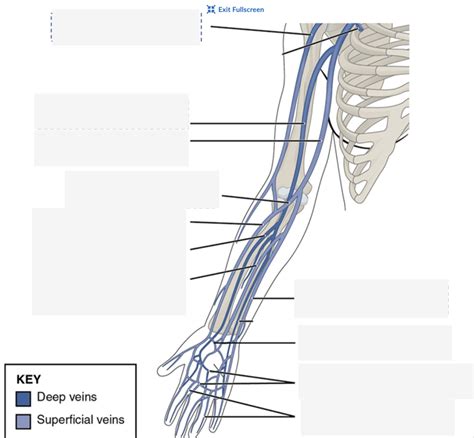Nur 235 Module 7 Peripheral Vascular System Diagram Quizlet